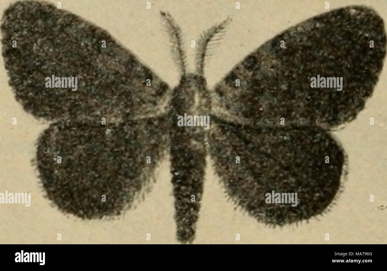 . Elementary entomology . '^ :r> antennae. The females of our common ...