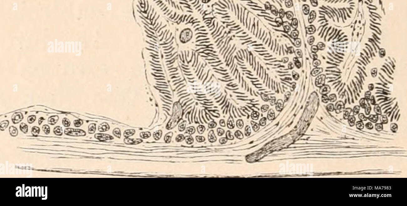 Lange schmale platte hi-res stock photography and images - Alamy