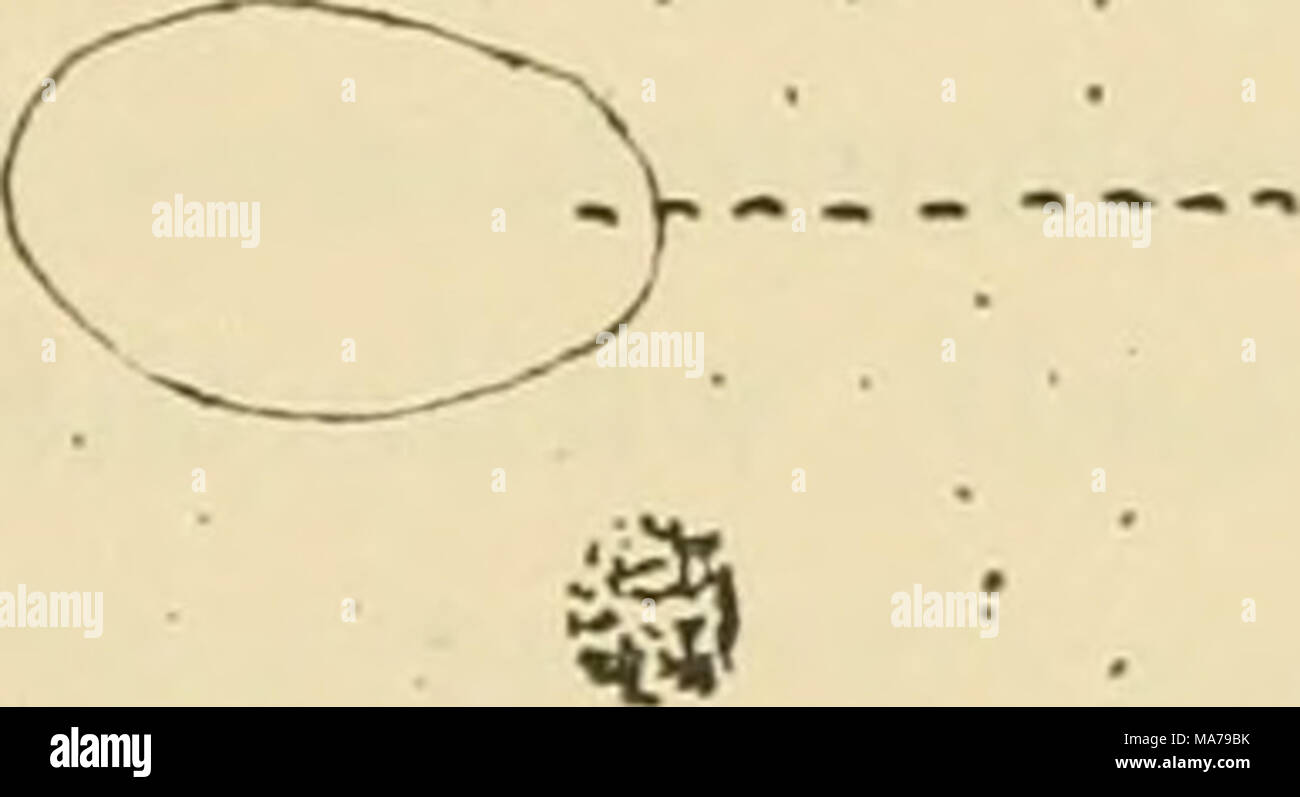 . Eledone . Fig. II.—Section of the skin. Highly magnified. finally ...