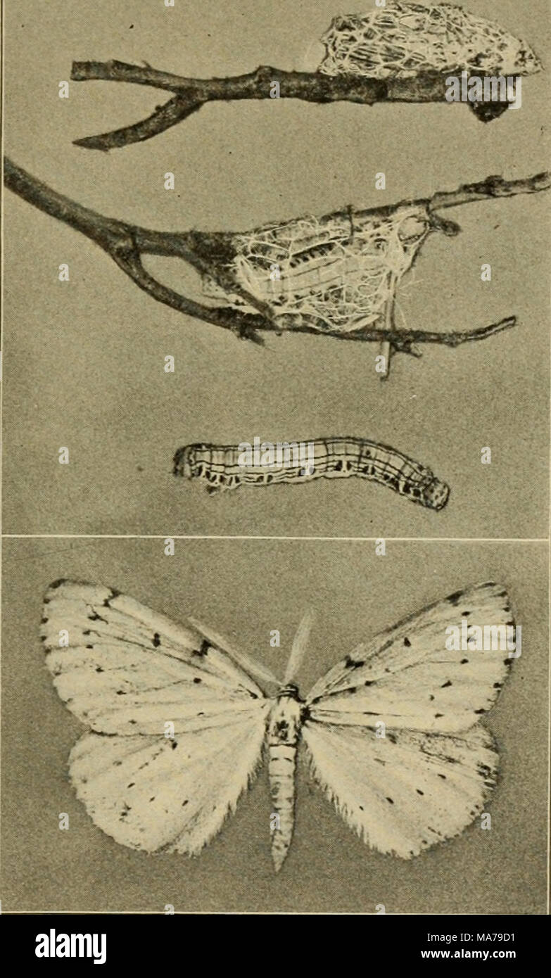 . Elementary entomology . Fig. 309. The chain-dotted geometer {Cingilia ...