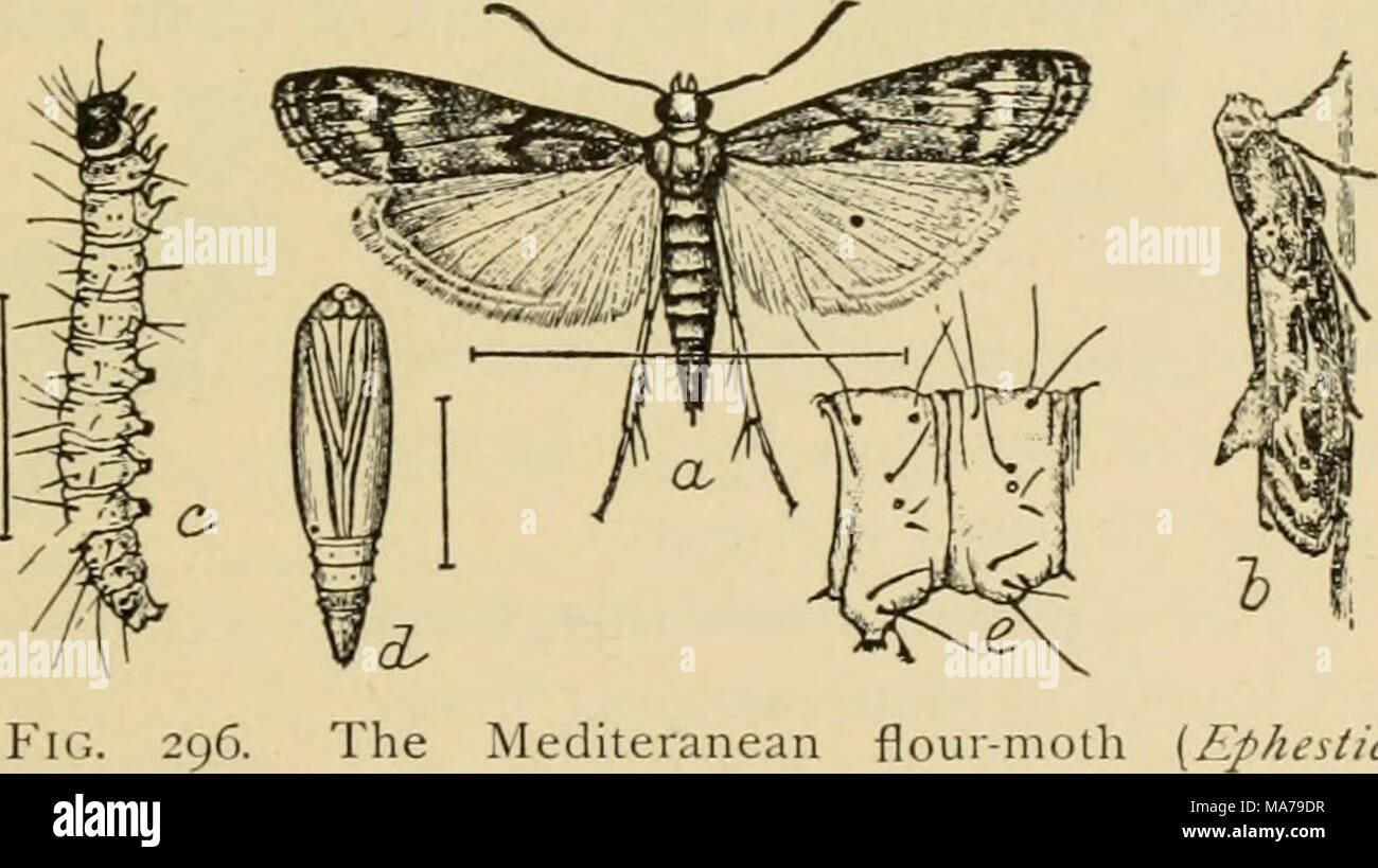 Abdominal segment hi-res stock photography and images - Alamy