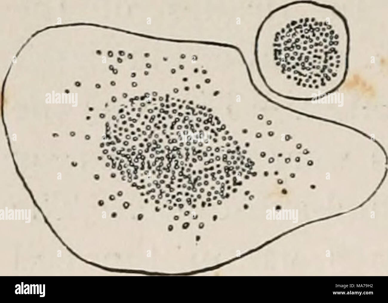 Axoplasm hi-res stock photography and images - Alamy