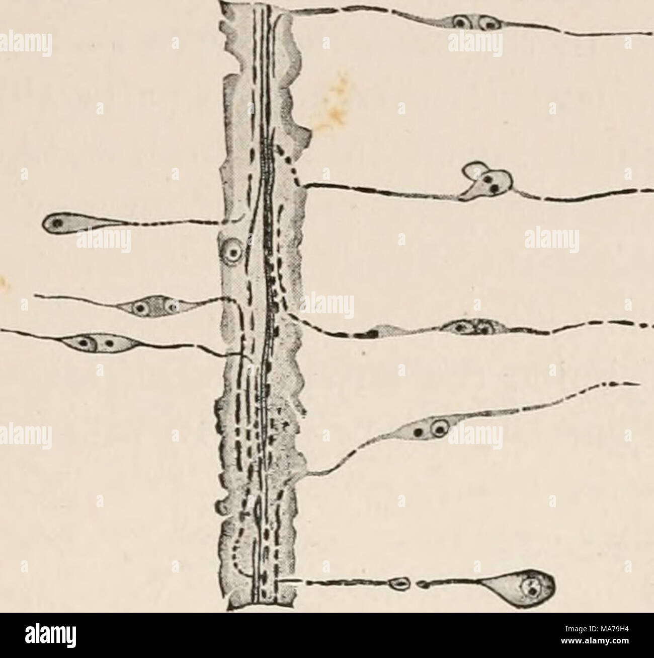 . Electro-physiology . single fibres which constitute FIG. 149.—Section ...