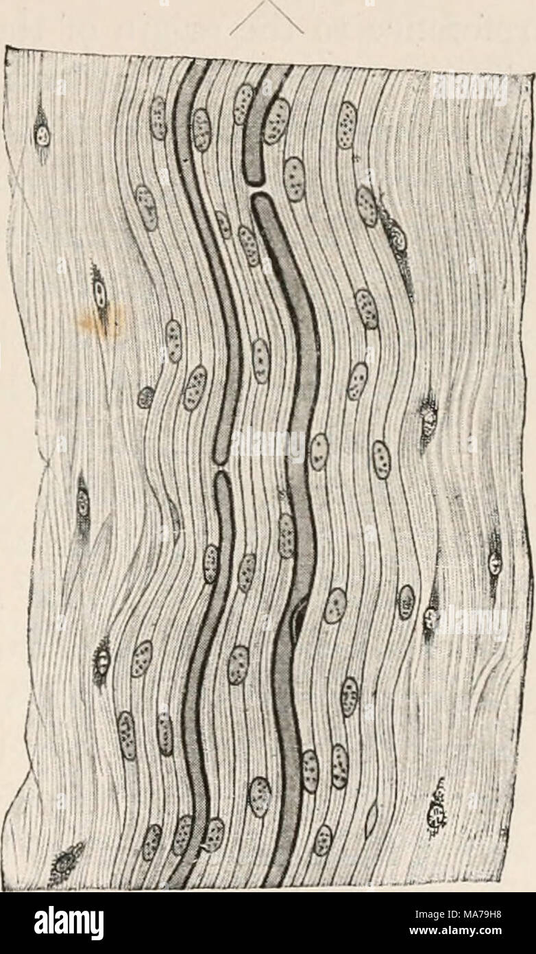 . Electro-physiology . FIG. 151.—A peripheral bundle of the human ...