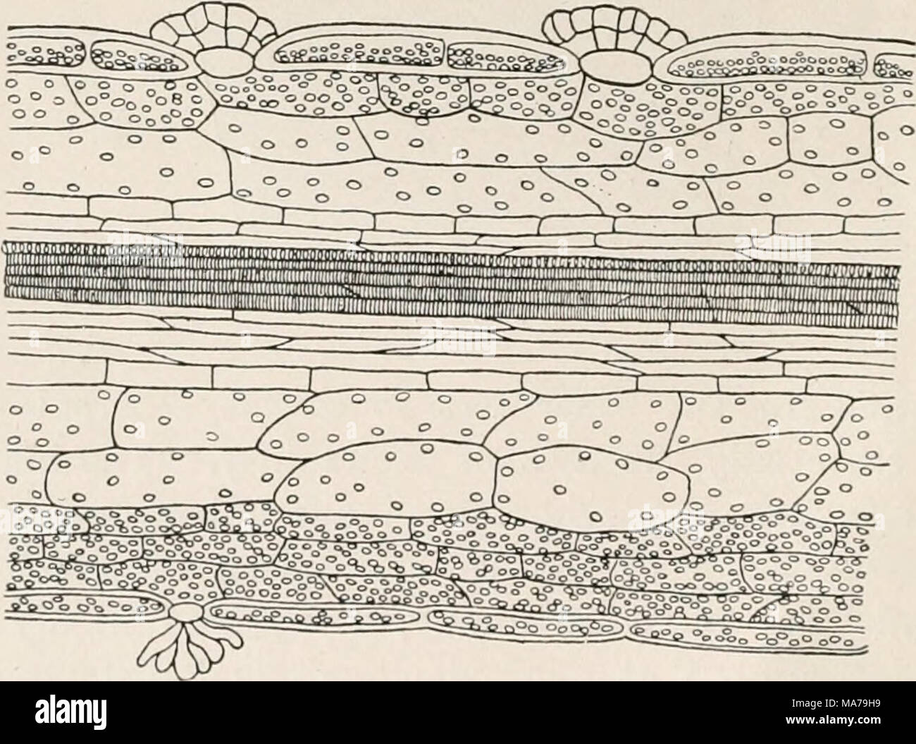 Lateral rows hi-res stock photography and images - Alamy