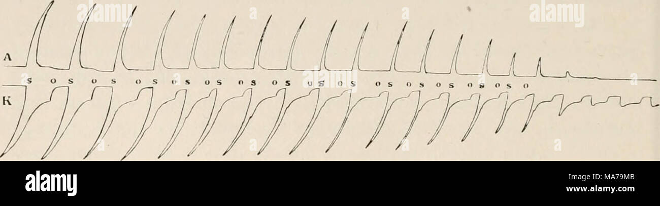 . Electro-physiology . FIG. 77.—Sartorius lixed in the middle (double ...