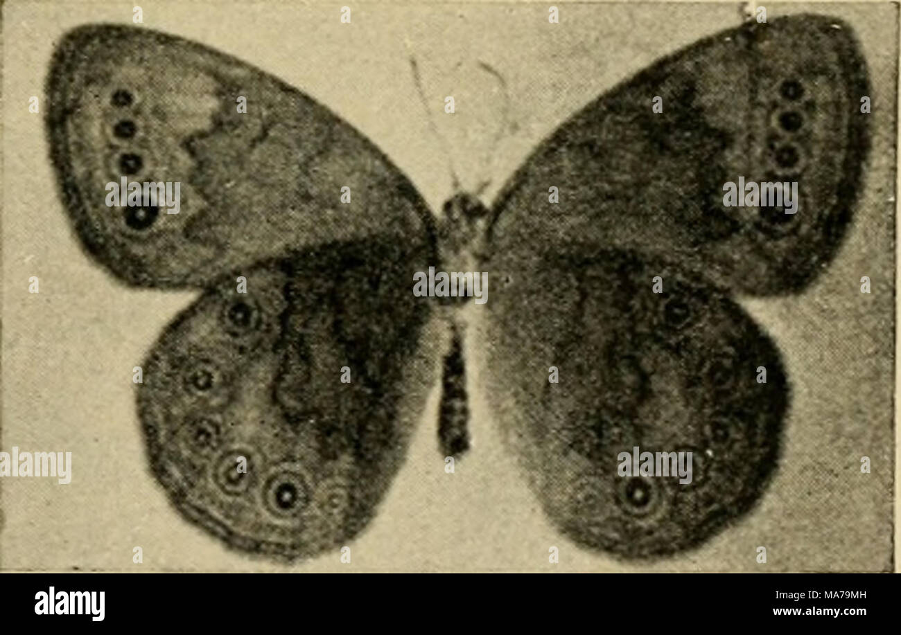 . Elementary entomology . Fig. 283. The canthus butterfly 'T ccd brown ...