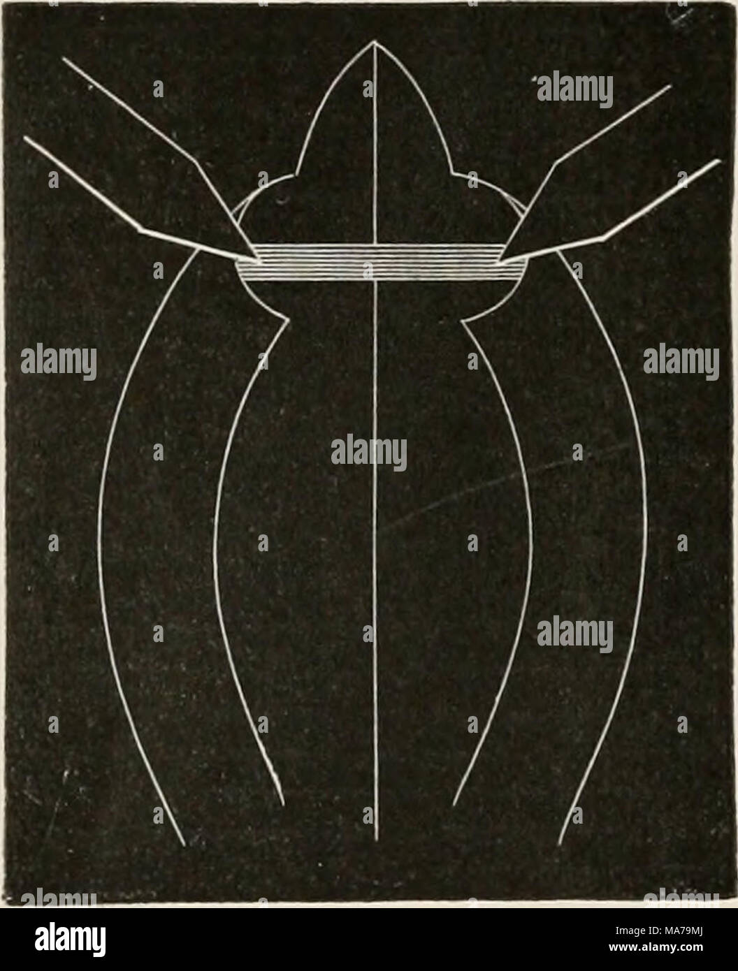 . Electro-physiology . FIG. V3.—Schema of electrical excitation in ...