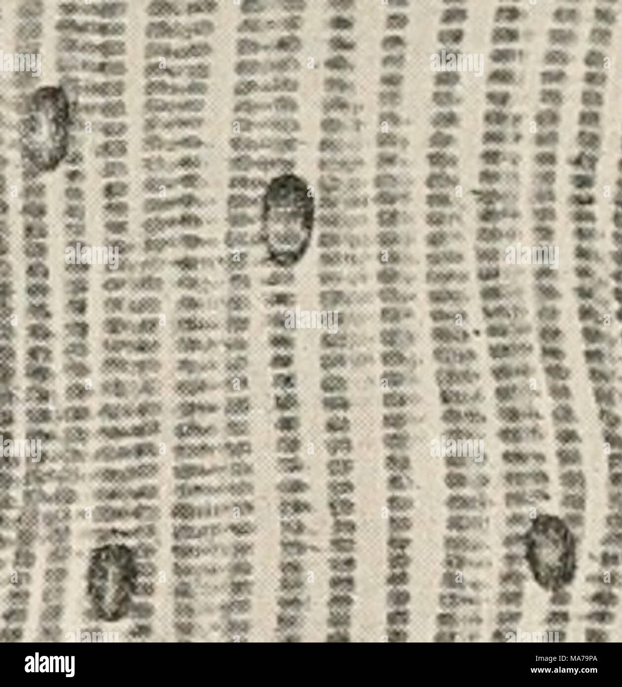 . Electro-physiology . Ifffifilttffj [ilillllMMi FIG. 22.—Transverse ...
