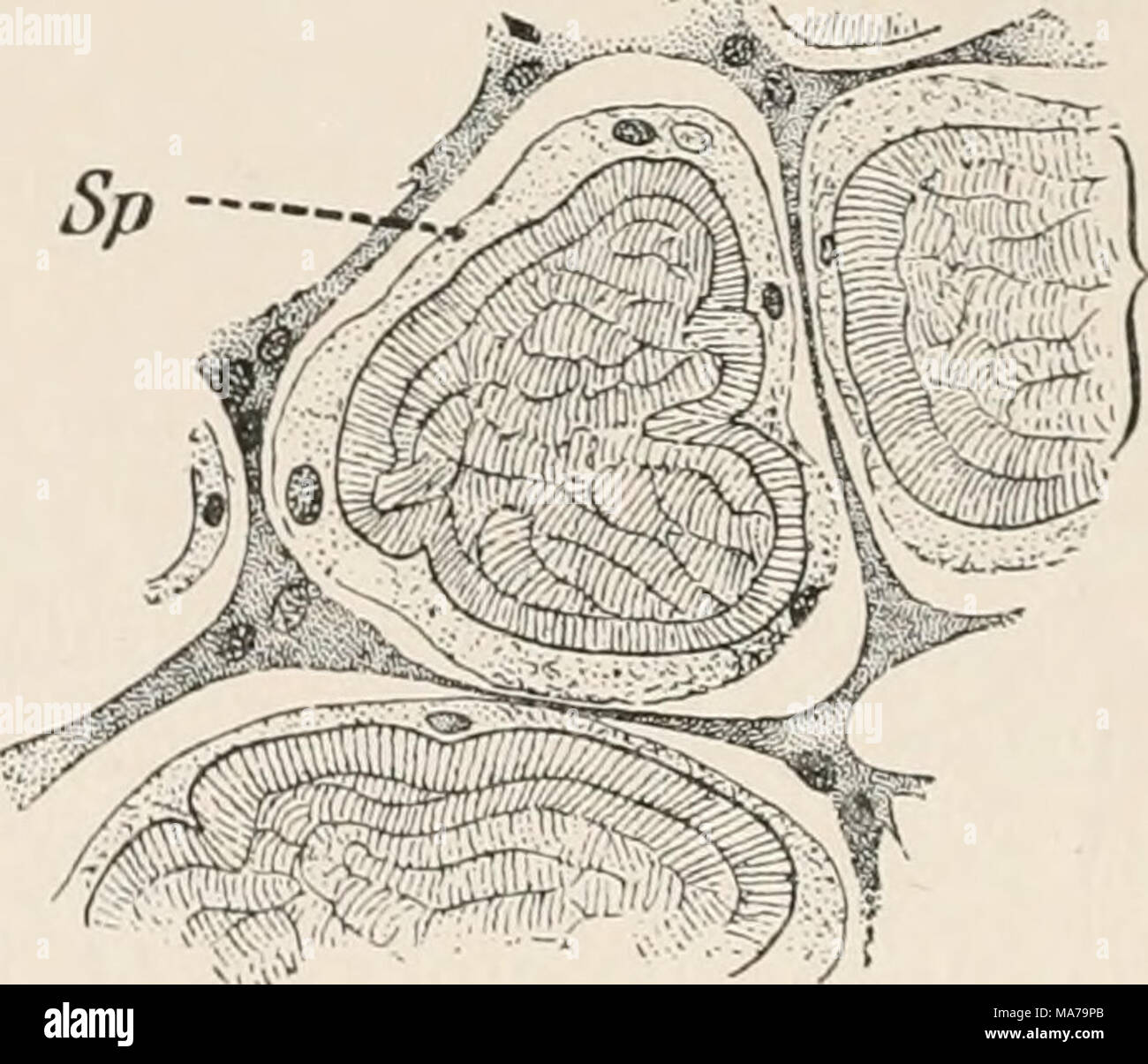 . Electro-physiology . --Ms FII;. L'O.—Transverse section of lateral ...