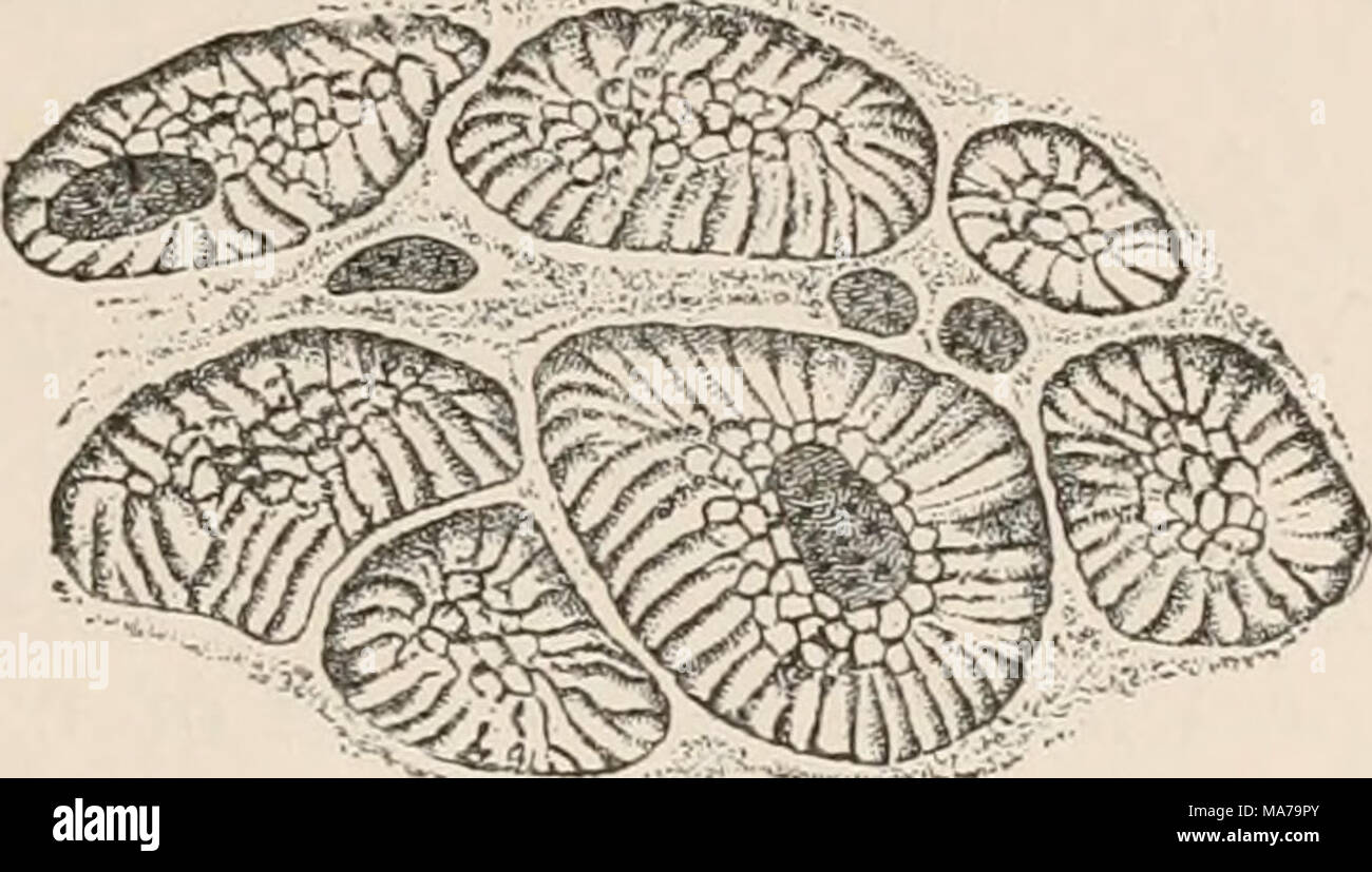 . Electro-physiology . FIG. 16.—Transverse section of cardiac muscle ...