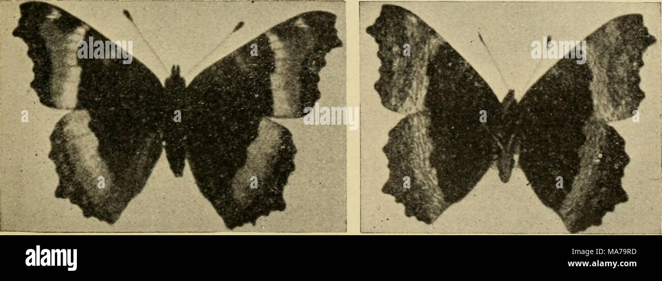 . Elementary entomology . Fig. 279. The American tortoise butterfly ...
