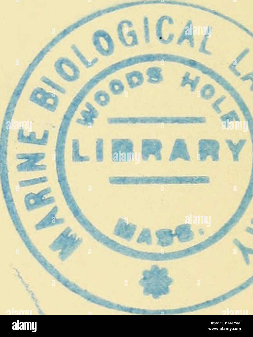 Trichonympha hi-res stock photography and images - Alamy