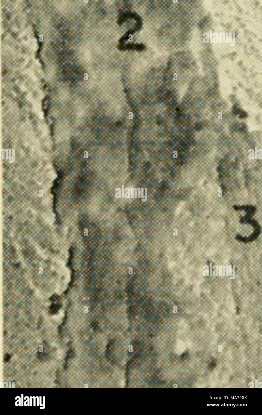 Electron microscopic structure protozoa hi-res stock photography and ...