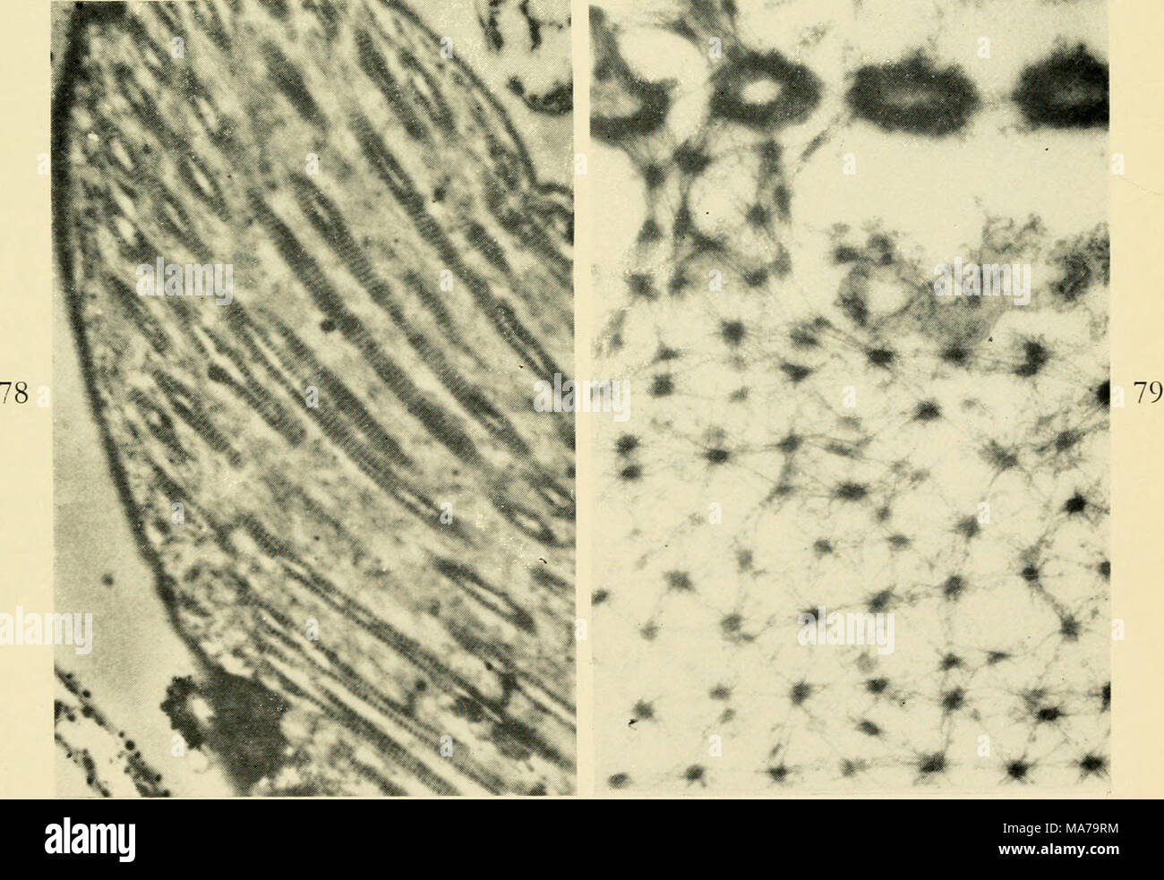 . Electron-microscopic structure of protozoa Stock Photo - Alamy