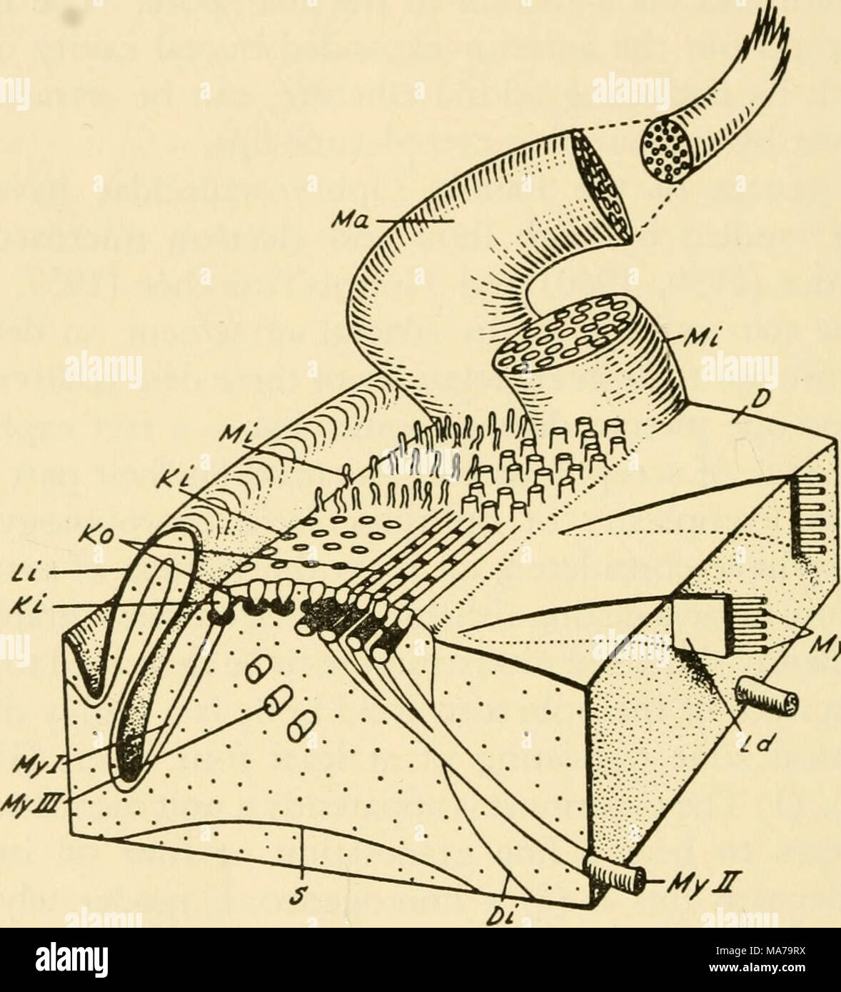 . Electron-microscopic structure of protozoa . Mymr Text-figure 16 ...