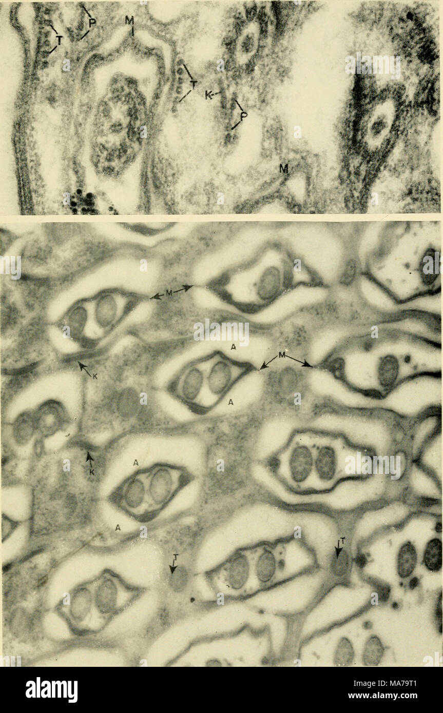 . Electron-microscopic structure of protozoa . 74 75 Stock Photo - Alamy
