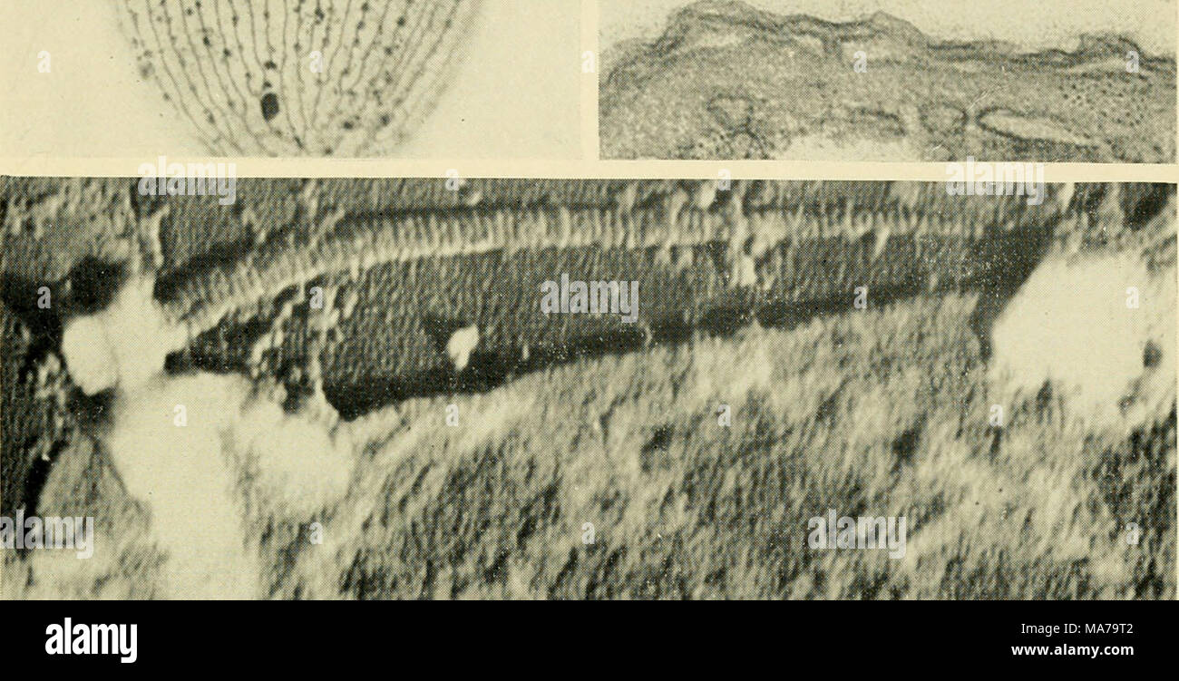 . Electron-microscopic structure of protozoa . : d. % Mtt.uAl id «>/i ...