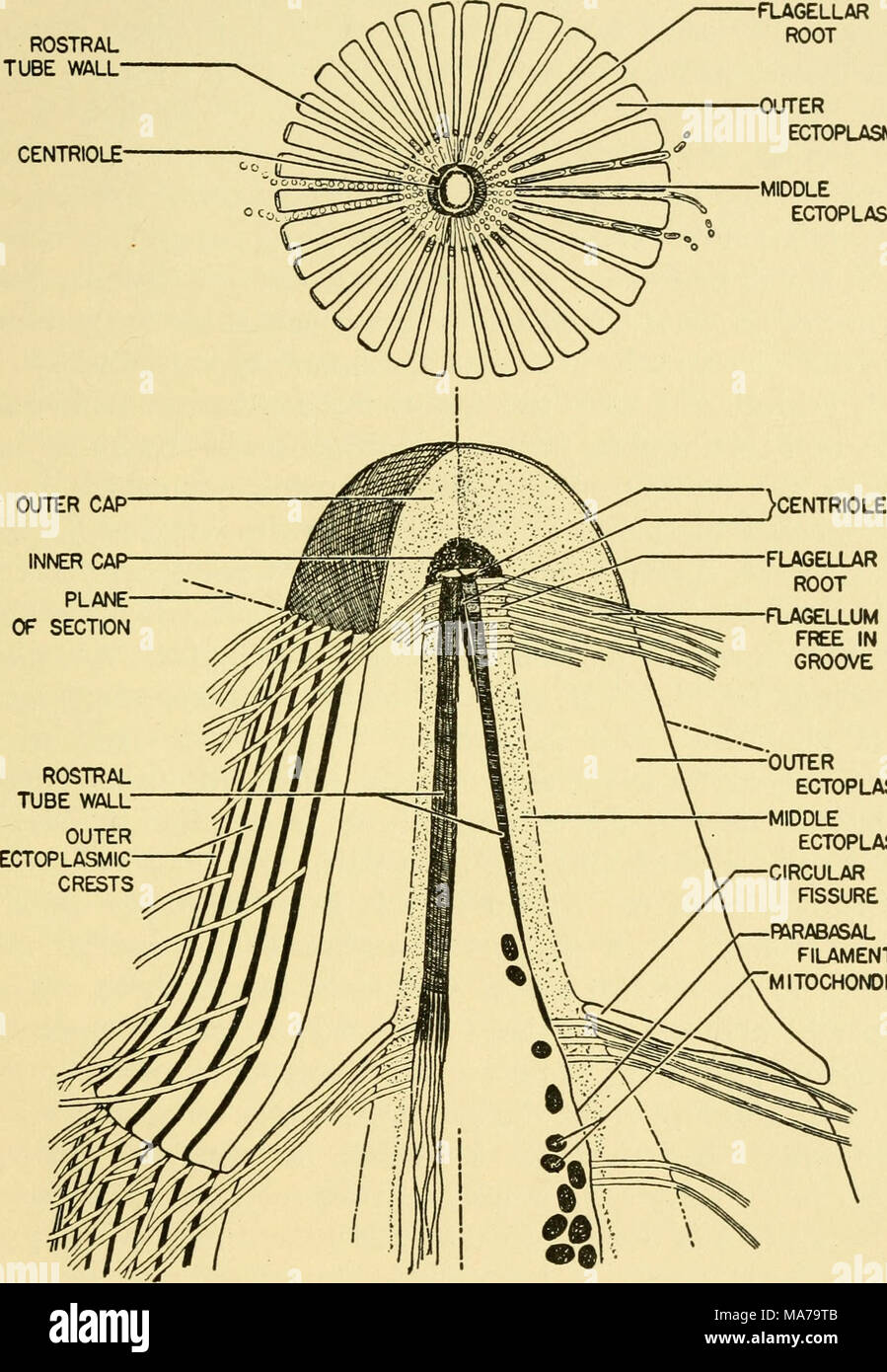 Ectoplasm Stock Photos & Ectoplasm Stock Images - Alamy