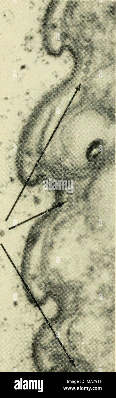 . Electron-microscopic structure of protozoa . ***• '. B f^j |i Stock ...