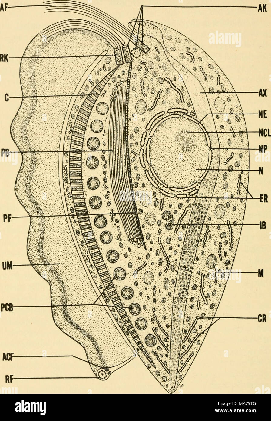 . Electron-microscopic structure of protozoa . Text-figure 8. Schematic ...