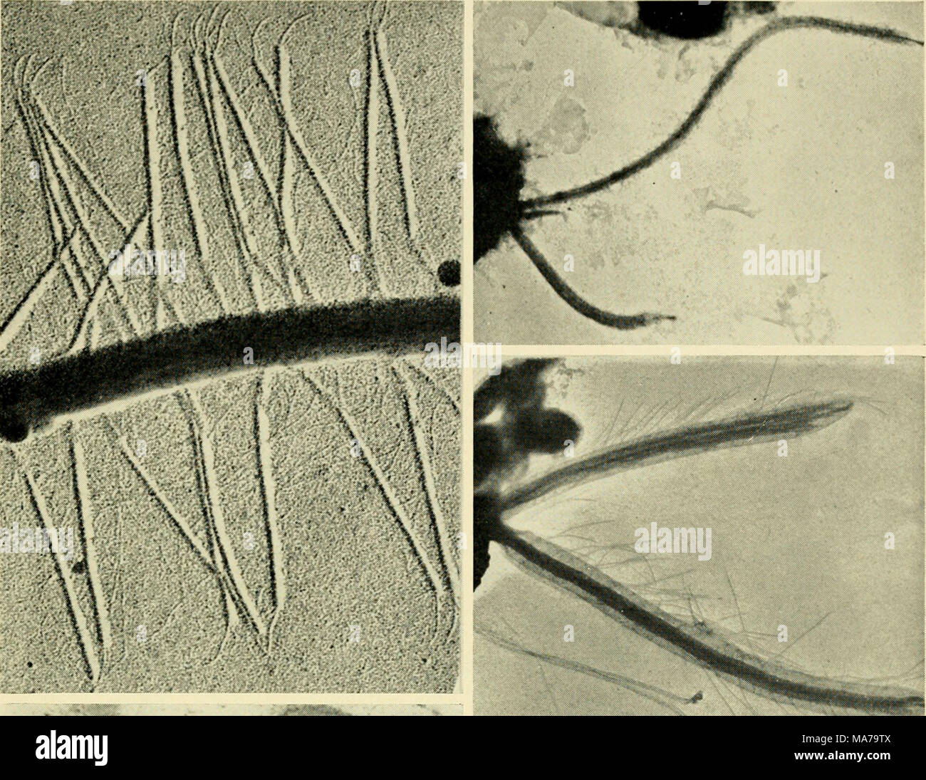 . Electron-microscopic structure of protozoa . 39 40 i-'Sm^.mam Stock ...