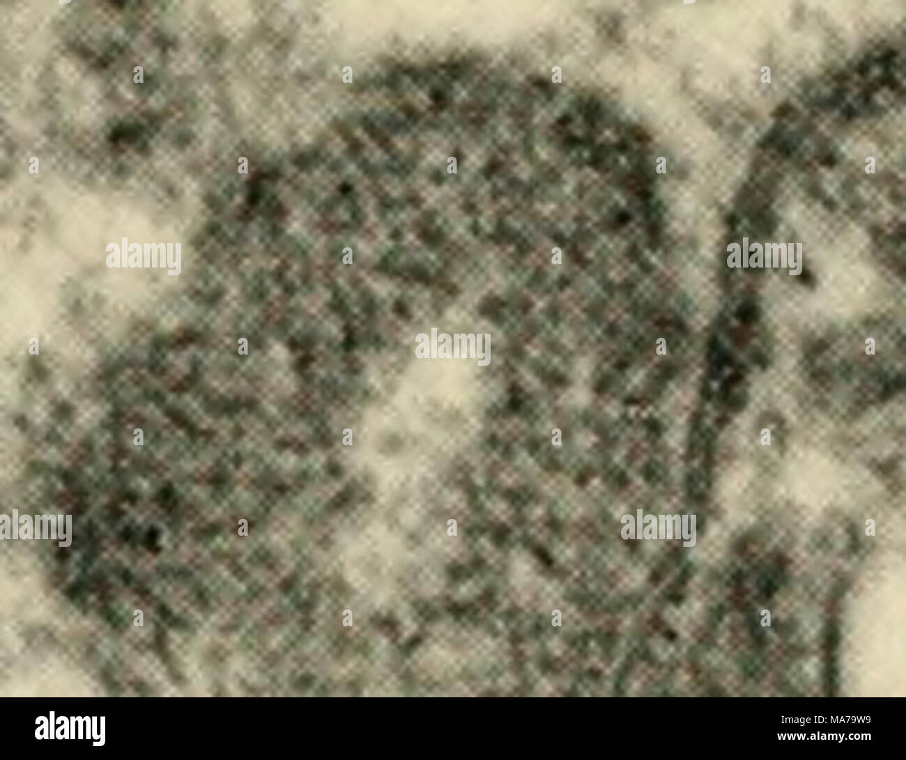 Electron microscopic structure protozoa hi-res stock photography and ...