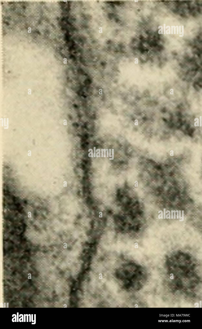 . Electron-microscopic structure of protozoa . W- {*& Stock Photo - Alamy