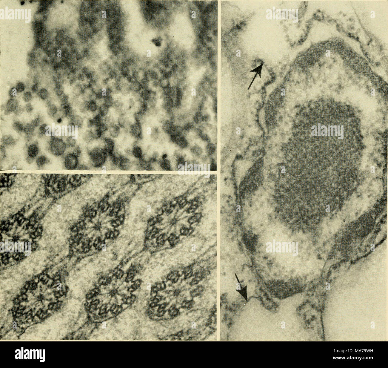 . Electron-microscopic structure of protozoa . I 16 Stock Photo - Alamy