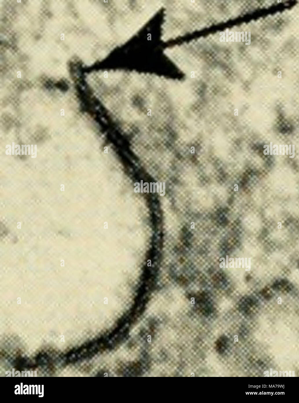 Electron microscopic structure protozoa hi-res stock photography and ...