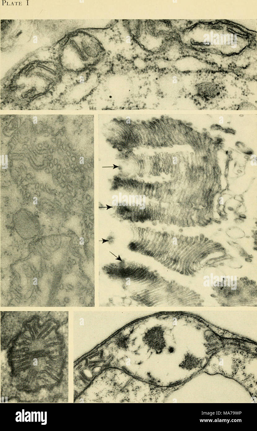 . Electron-microscopic structure of protozoa . .,#*â Stock Photo - Alamy
