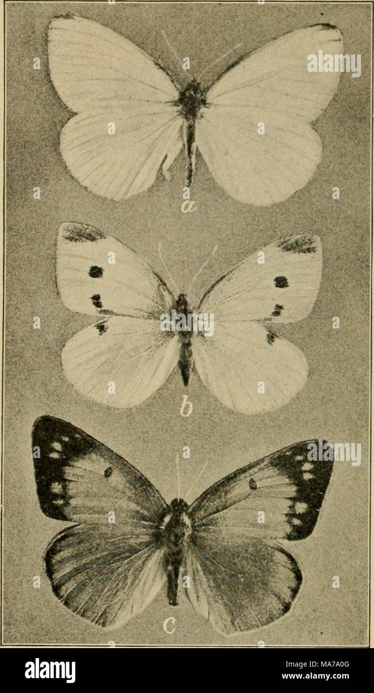 . Elementary entomology . Fig. 267. Three common pierid butterflies (7 ...