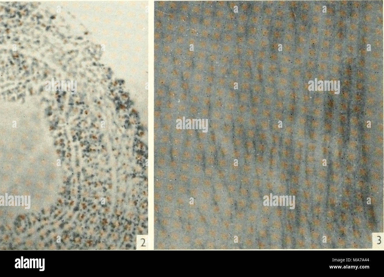 Longitudinal fibers hi-res stock photography and images - Alamy
