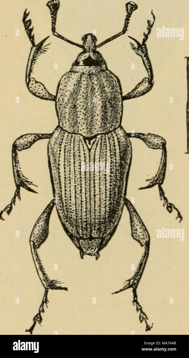 Boll Weevils High Resolution Stock Photography and Images - Alamy