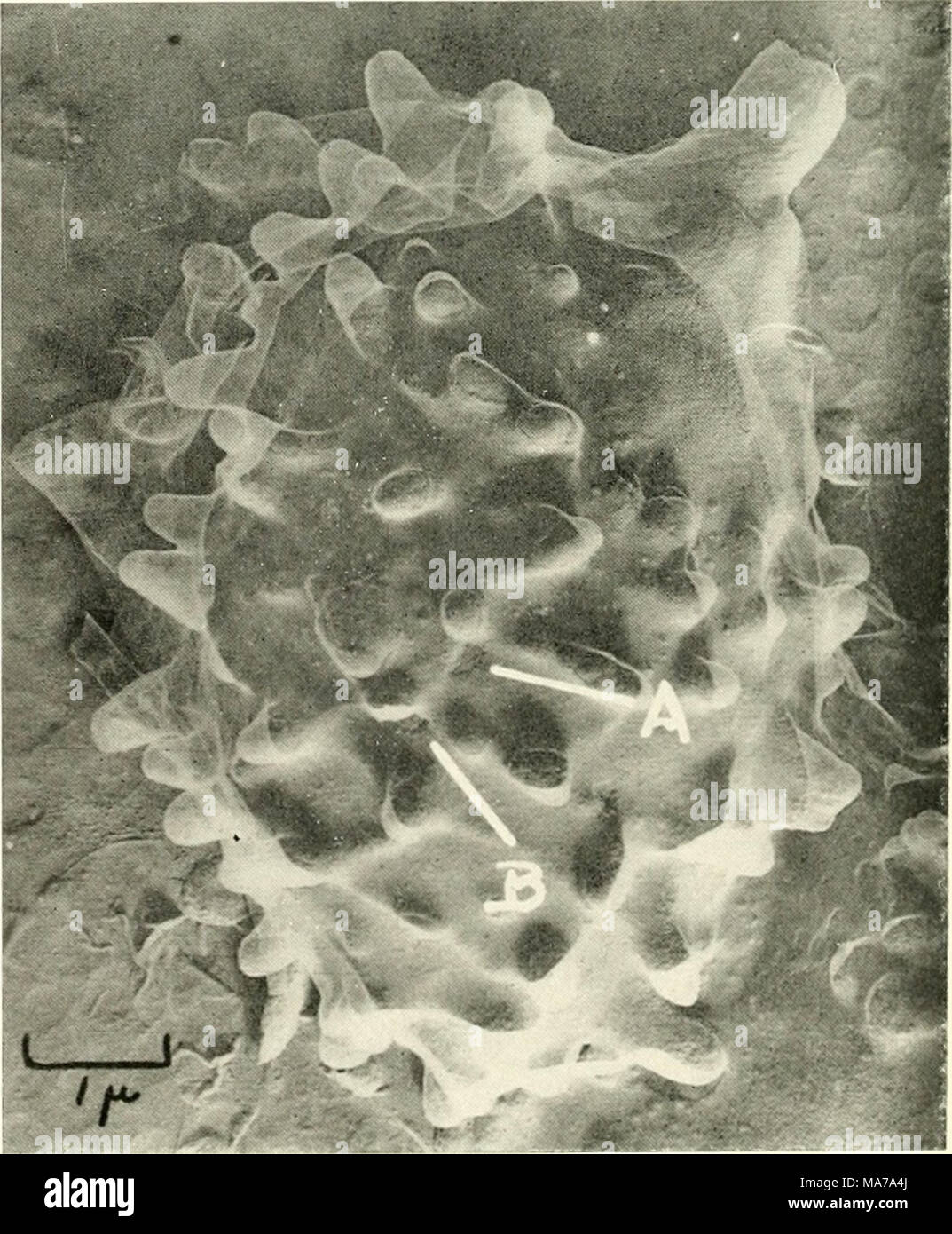 . Electron microscopy; proceedings of the Stockholm Conference ...
