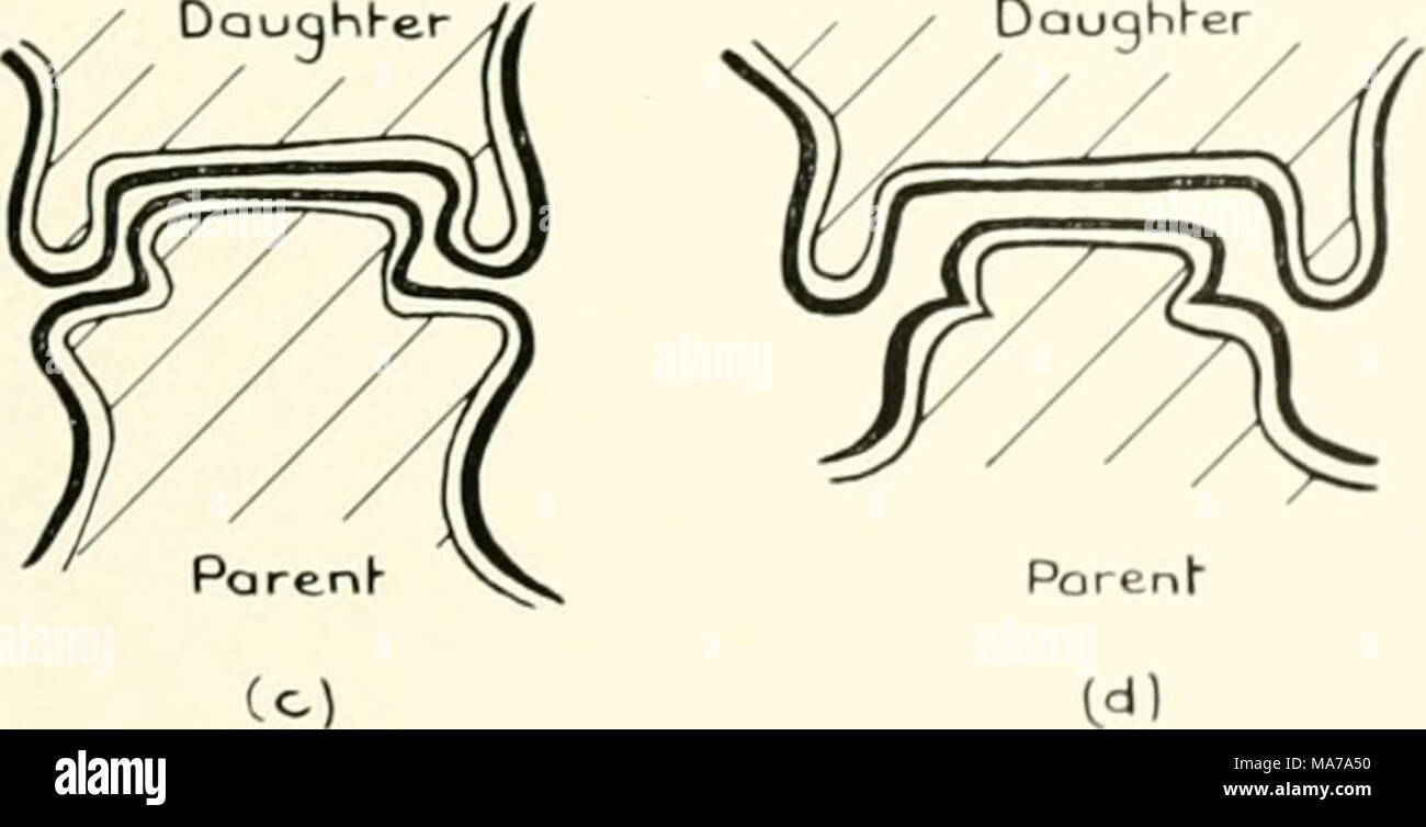 Longitudinal division hi-res stock photography and images - Alamy