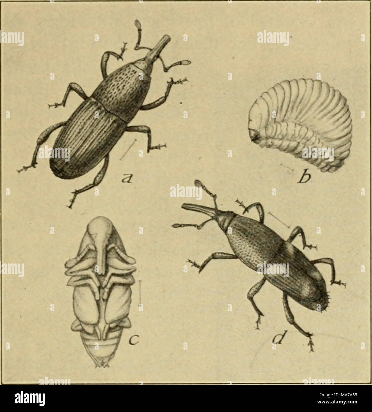 Weevil corn hi-res stock photography and images - Alamy