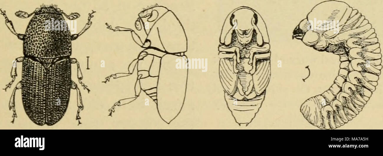 Rice weevils hi-res stock photography and images - Alamy