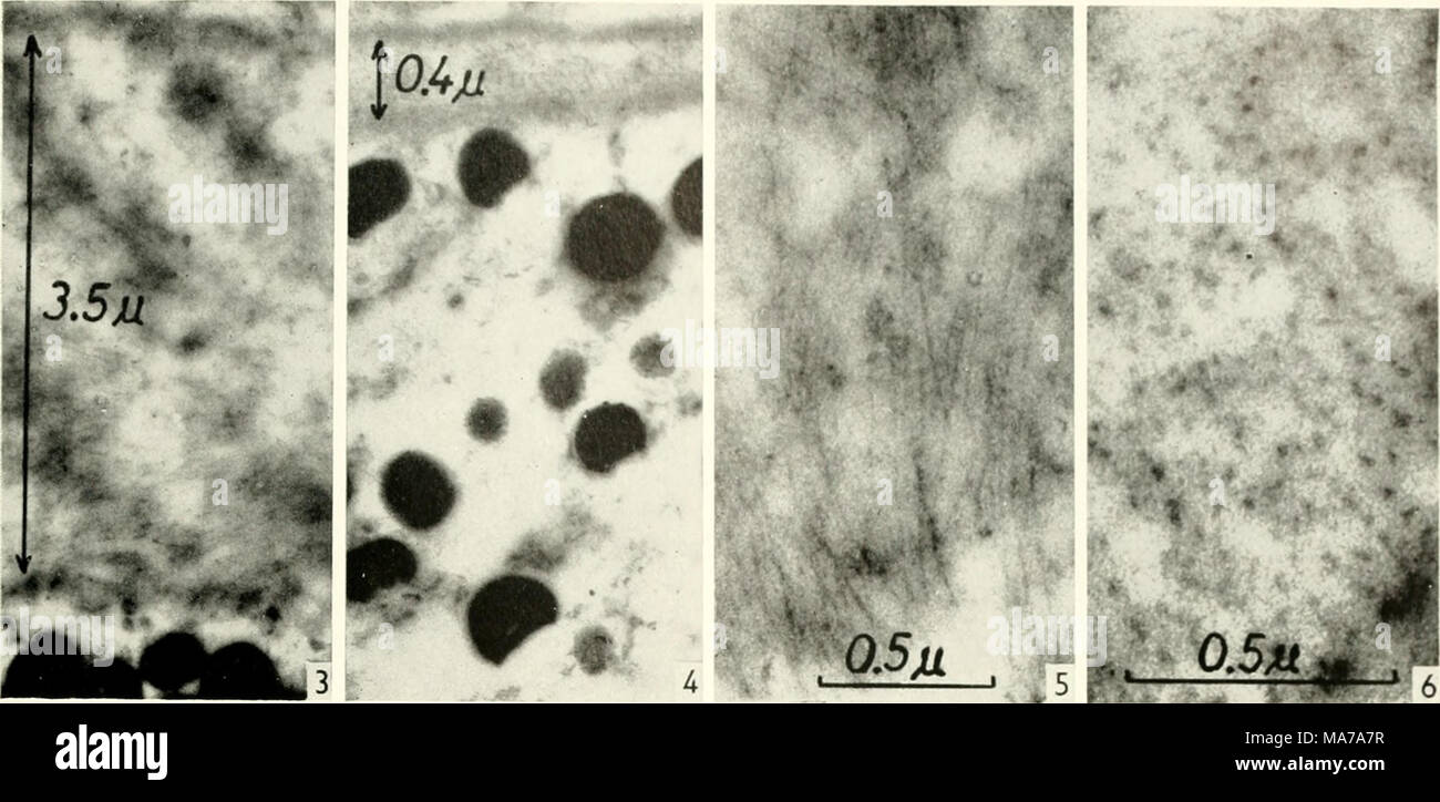 Melanophores hi-res stock photography and images - Alamy