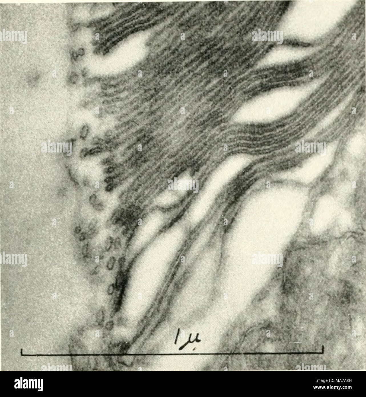 Outer segment membrane hi-res stock photography and images - Alamy