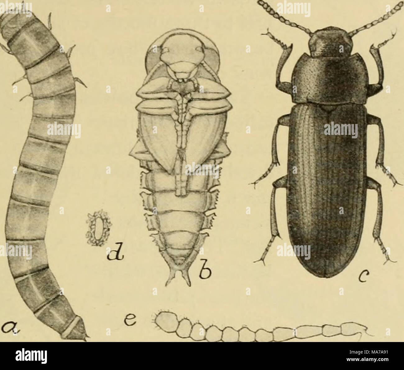 . Elementary entomology . QQ::cca^oc::c:c>. Fig. 243. The meal-worm ...