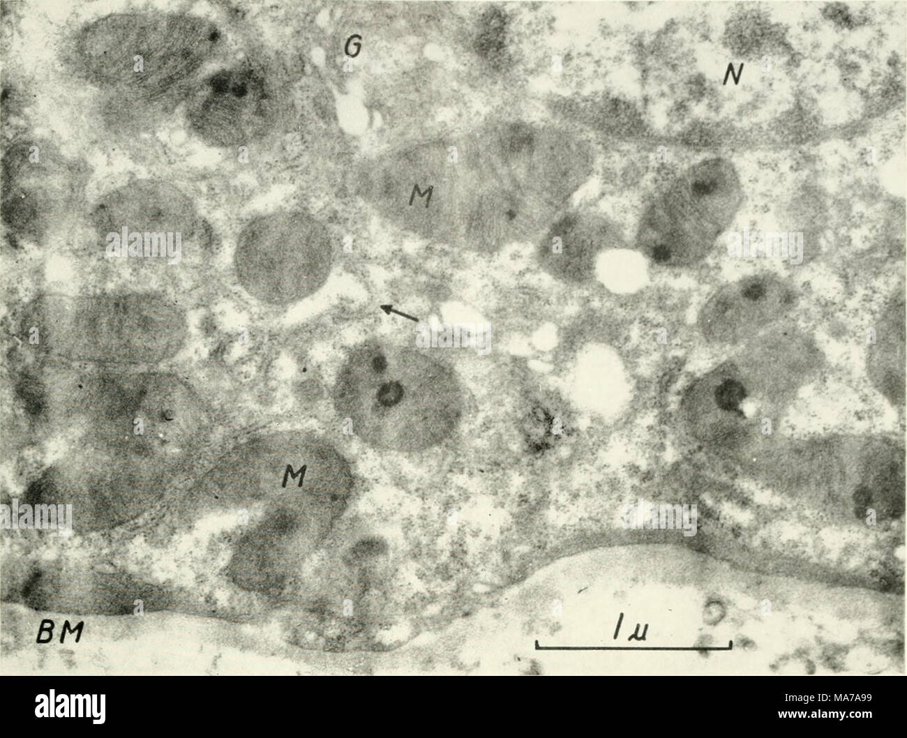 Tubular membrane hi-res stock photography and images - Alamy