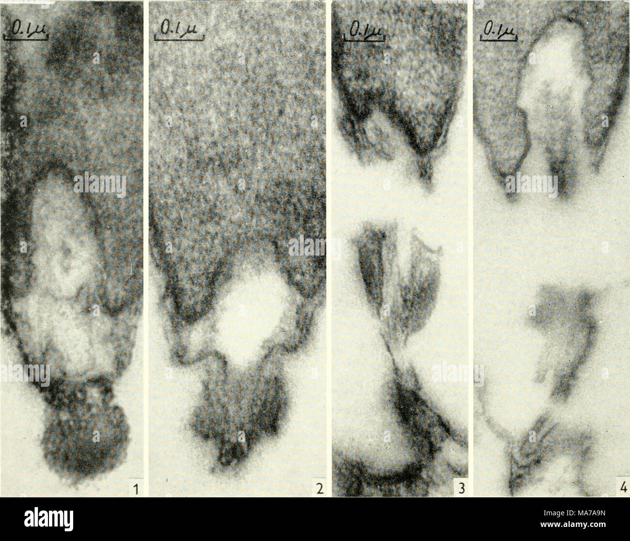 Acrosomal reaction hi-res stock photography and images - Alamy