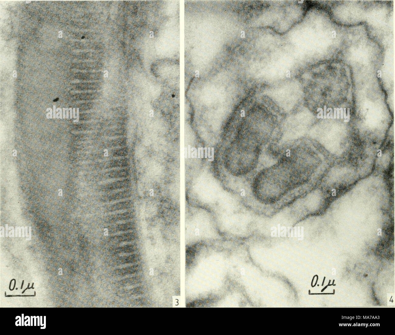 Caudal filaments hi-res stock photography and images - Alamy