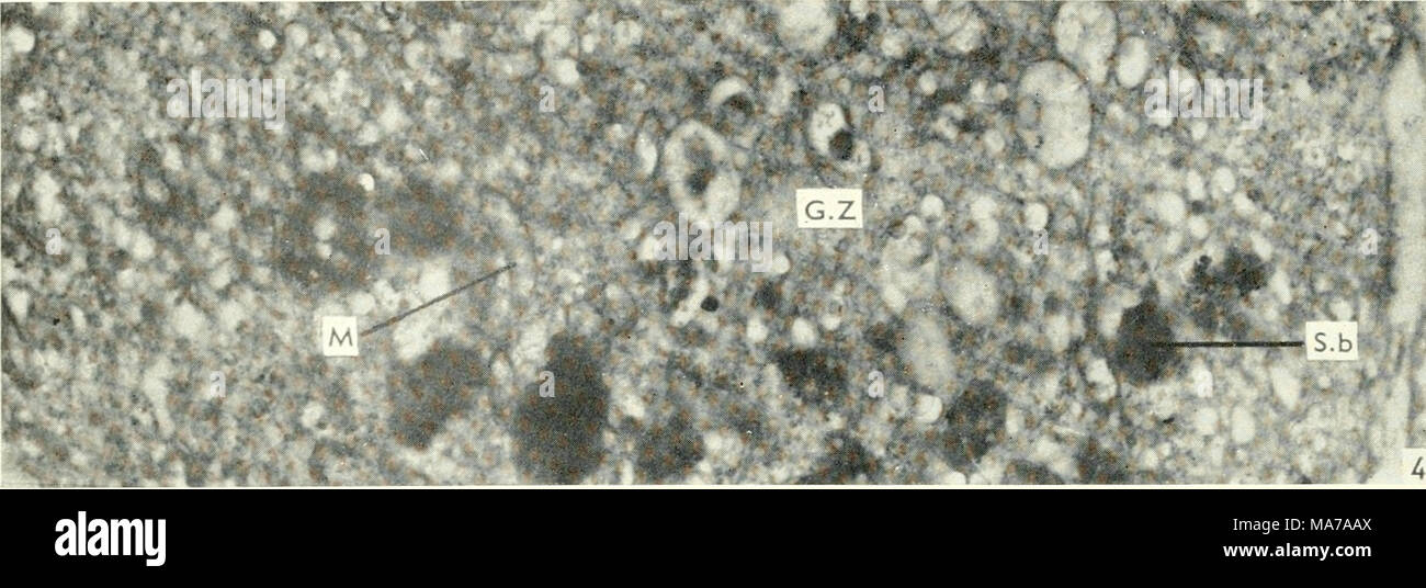 Electron Microscope Images Of Nucleus Nucleus | Biology | Encyclopedia