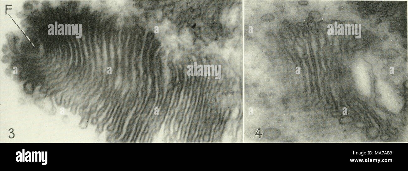 Parabasal hi-res stock photography and images - Alamy