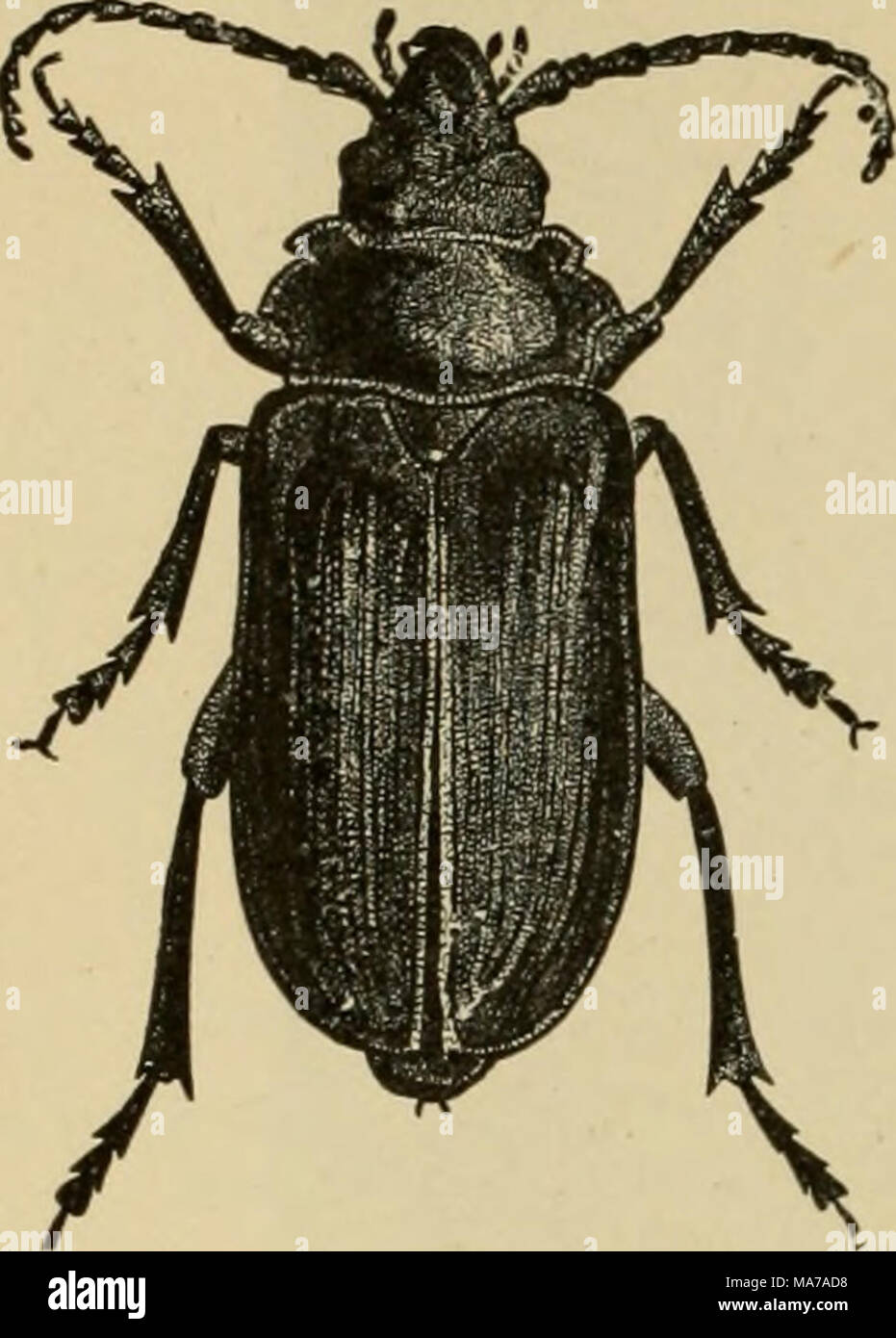 . Elementary entomology . 232. The oak- FiG. 232. The giant root-borer ...