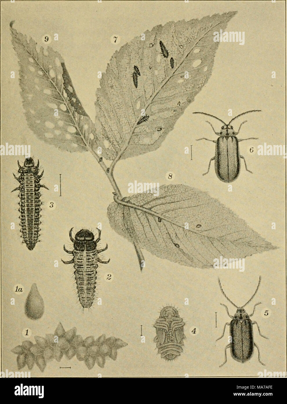 Fig leaf beetle hi-res stock photography and images - Alamy