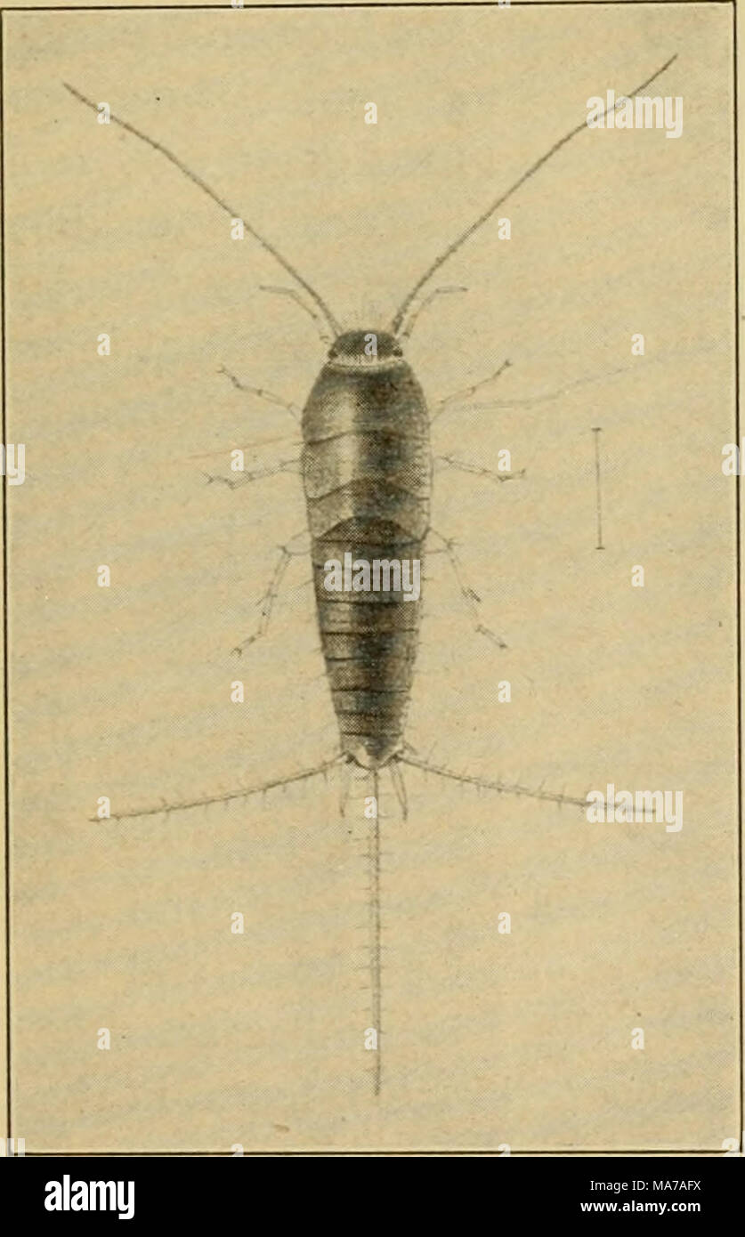 . Elementary entomology . Fig. 87. Silver fish-moth [Lepisma ...