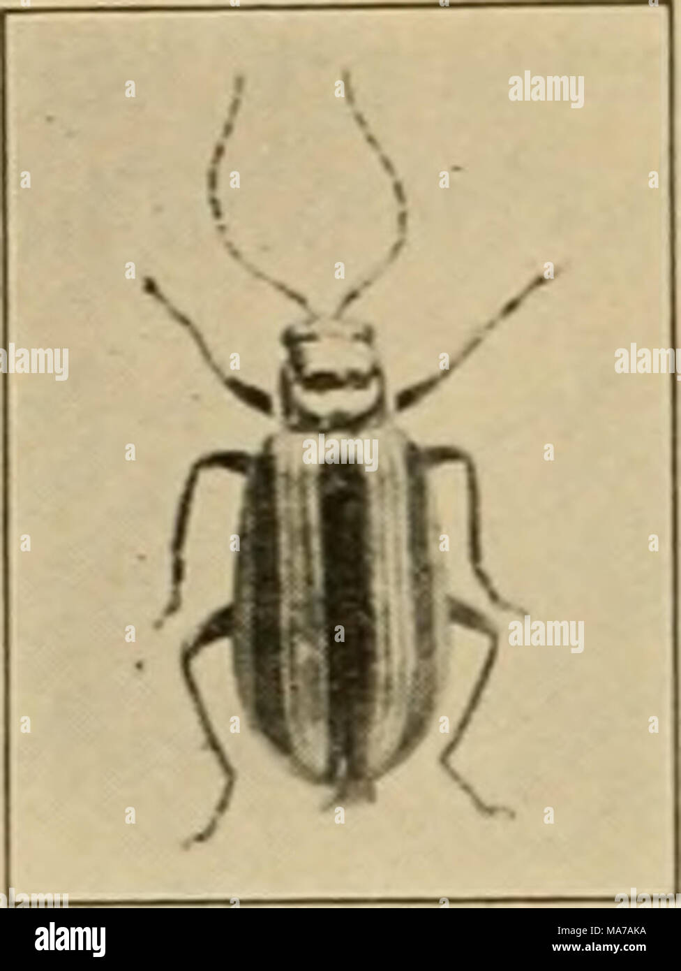 . Elementary entomology . Fig. 223. Striped cucumber-beetle Striped ...